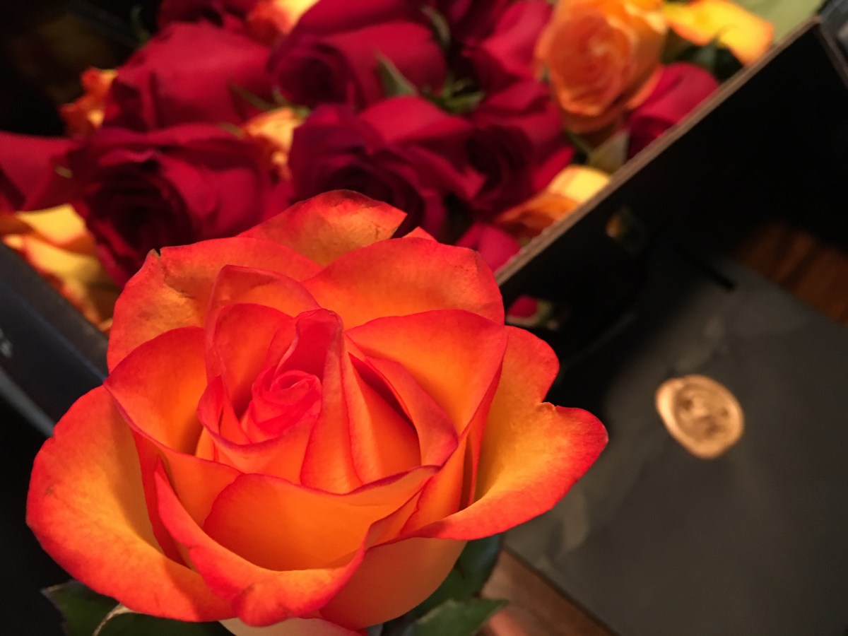 Making A Special Day Even More Special – Roses From Roseshire – Disney ...